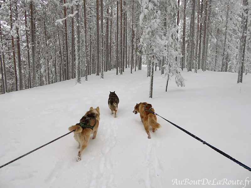 Cani-rando en raquettes - Finlande 2016 - Au bout de la route